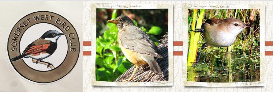 Somerset West Bird Club | Birding and Conservation Helderberg